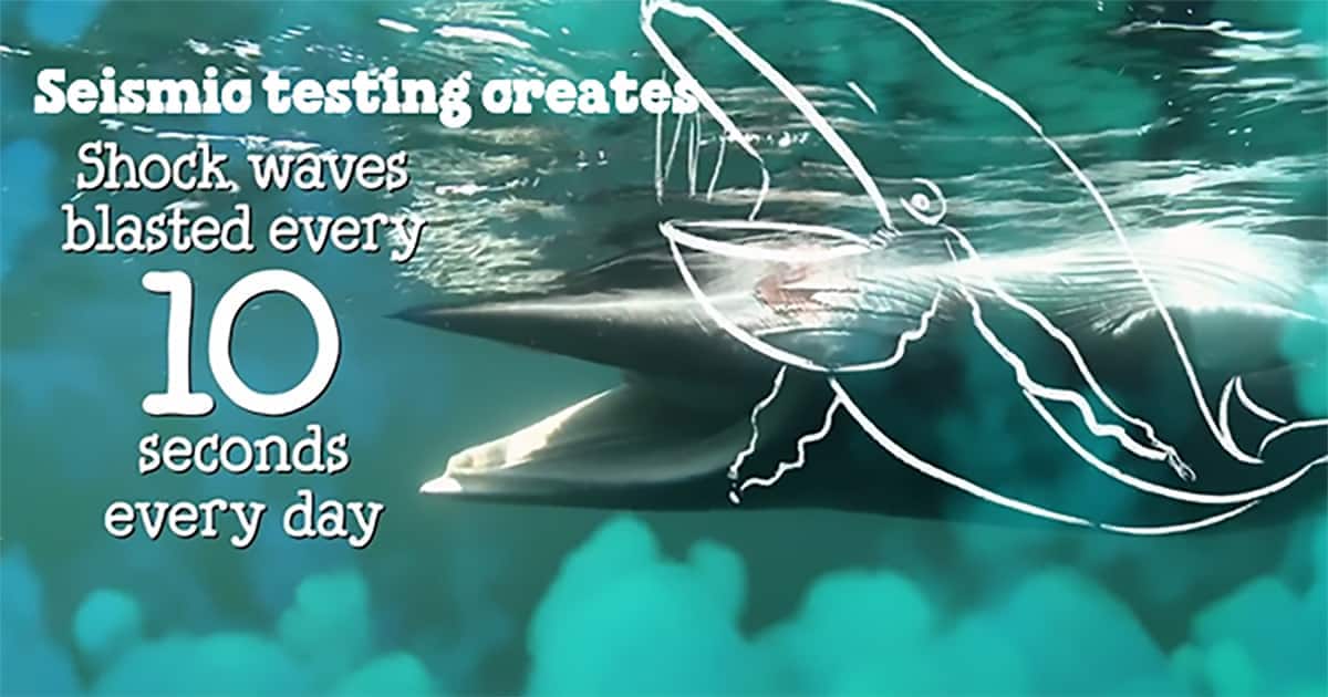 Seismic Blasting in our oceans - What’s the deal and why should we care ...